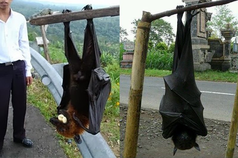 Acerodon grzywiasty - największy nietoperz na świecie | naTemat.pl