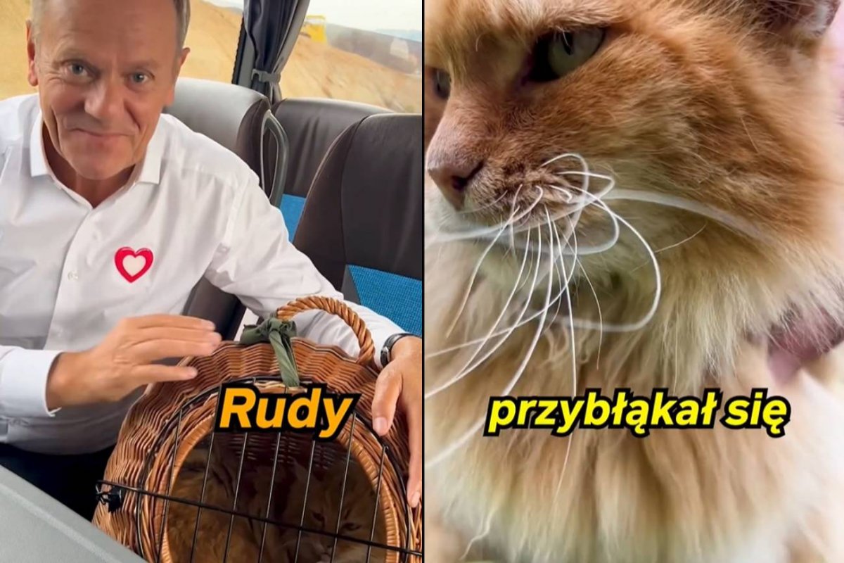 Tusk przedstawił internautom Rudego. Kot został nowym pasażerem Tuskobusa | naTemat.pl