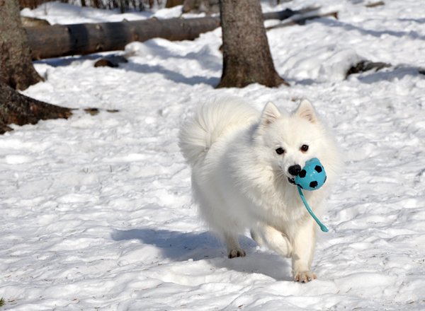 Japońskie rasy psów - opisy, charakterystyka i zdjęcia | KlubZwierzaki.pl