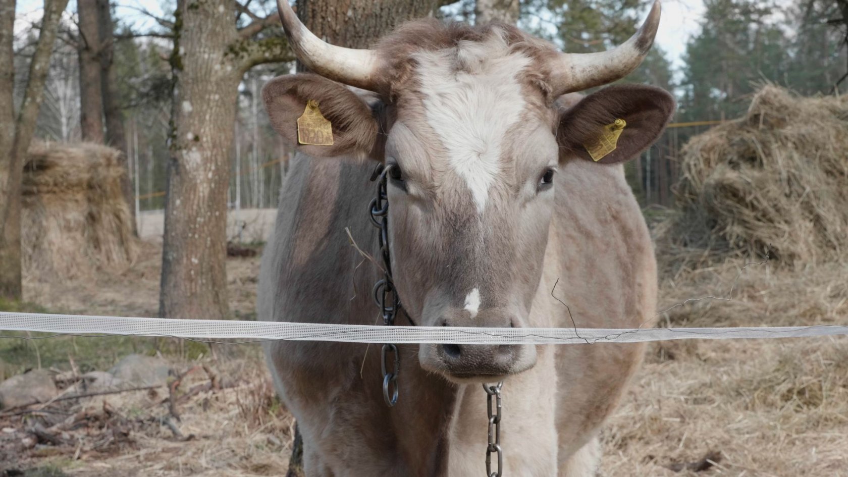 Azyl dla krów na Warmii. Ratunek przed rzeźnią | naTemat.pl