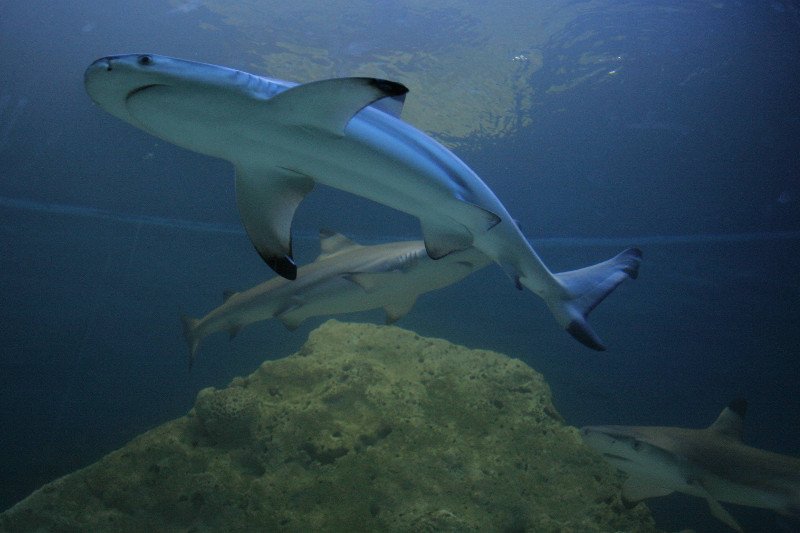 Atak rekina w Egipcie w Marsa Alam. Ofiarą turysta z Czech | naTemat.pl