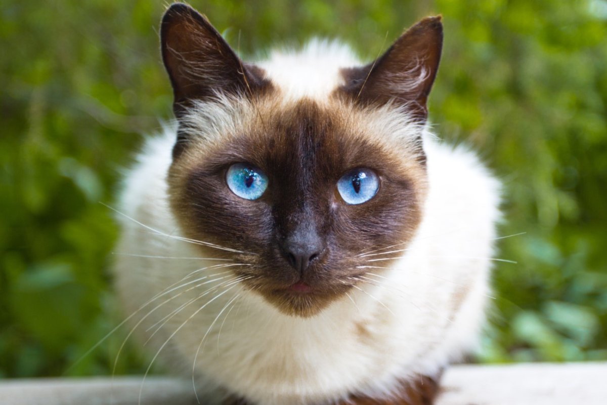 9 ras kotów z niebieskimi oczami – opisy i zdjęcia | naTemat.pl