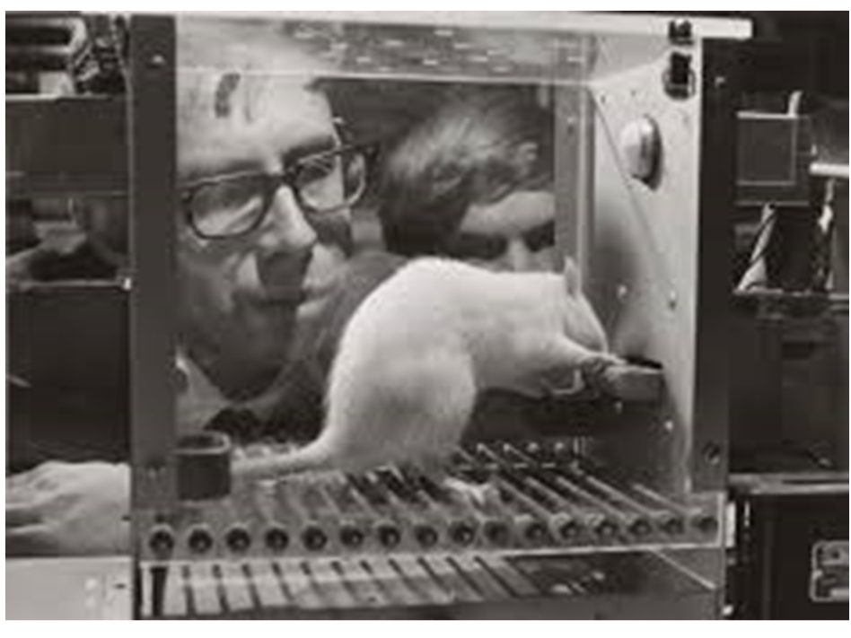 Pierwszy elektroniczny model mózgu | naTemat.pl