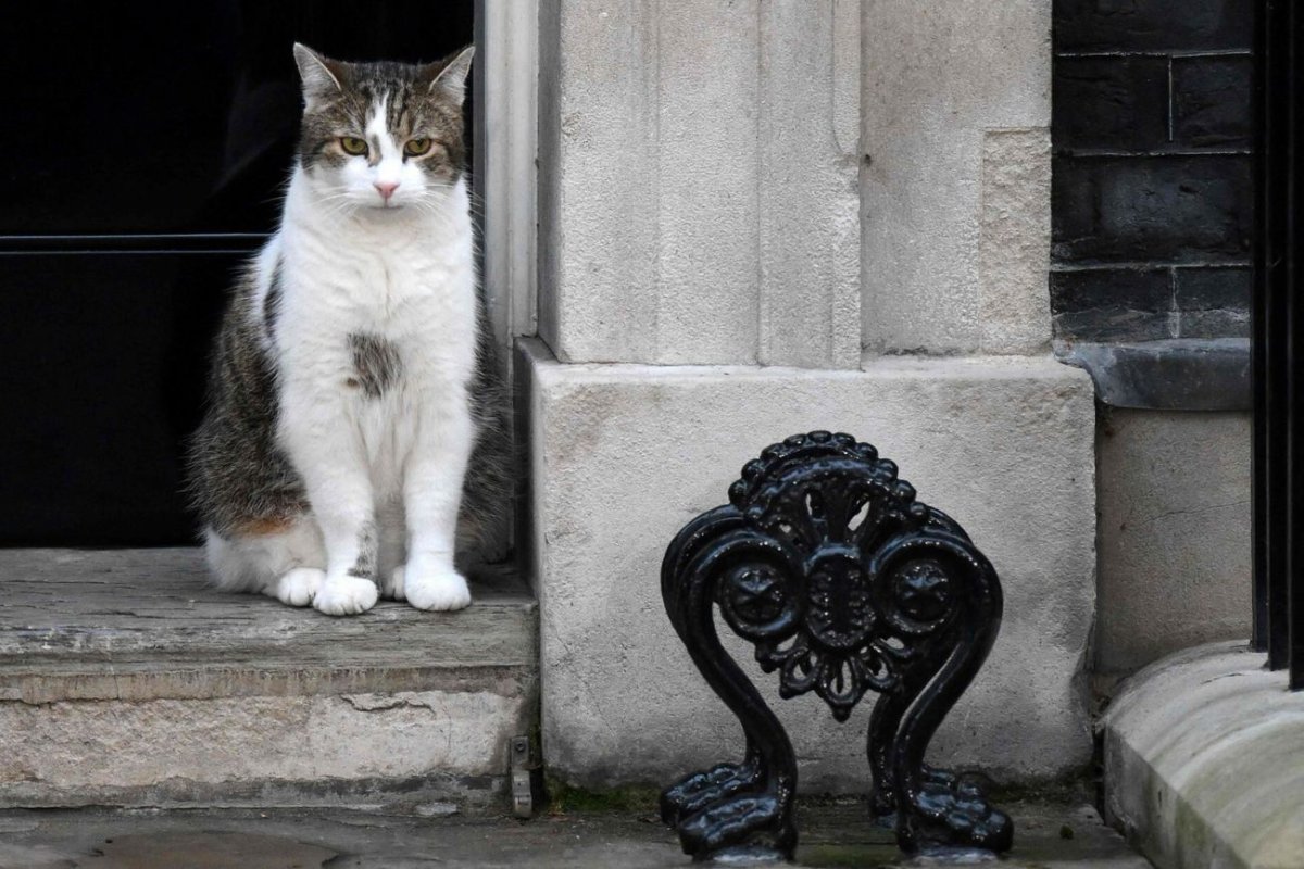 Kot Larry bohaterem relacji z Downing Street. Sunak zaliczył wpadkę ...