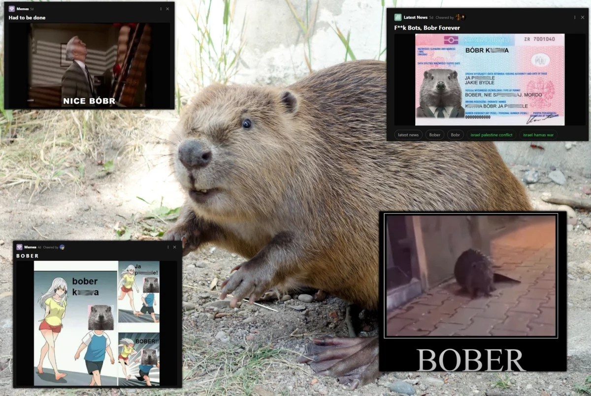 "Bober" z Polski robi światową karierę. Nasz zwierzak jest odpowiedzią ...