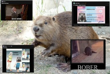 Memy z "boberem" przejmują 9GAGa i TikToka. To sposób walki... z ...